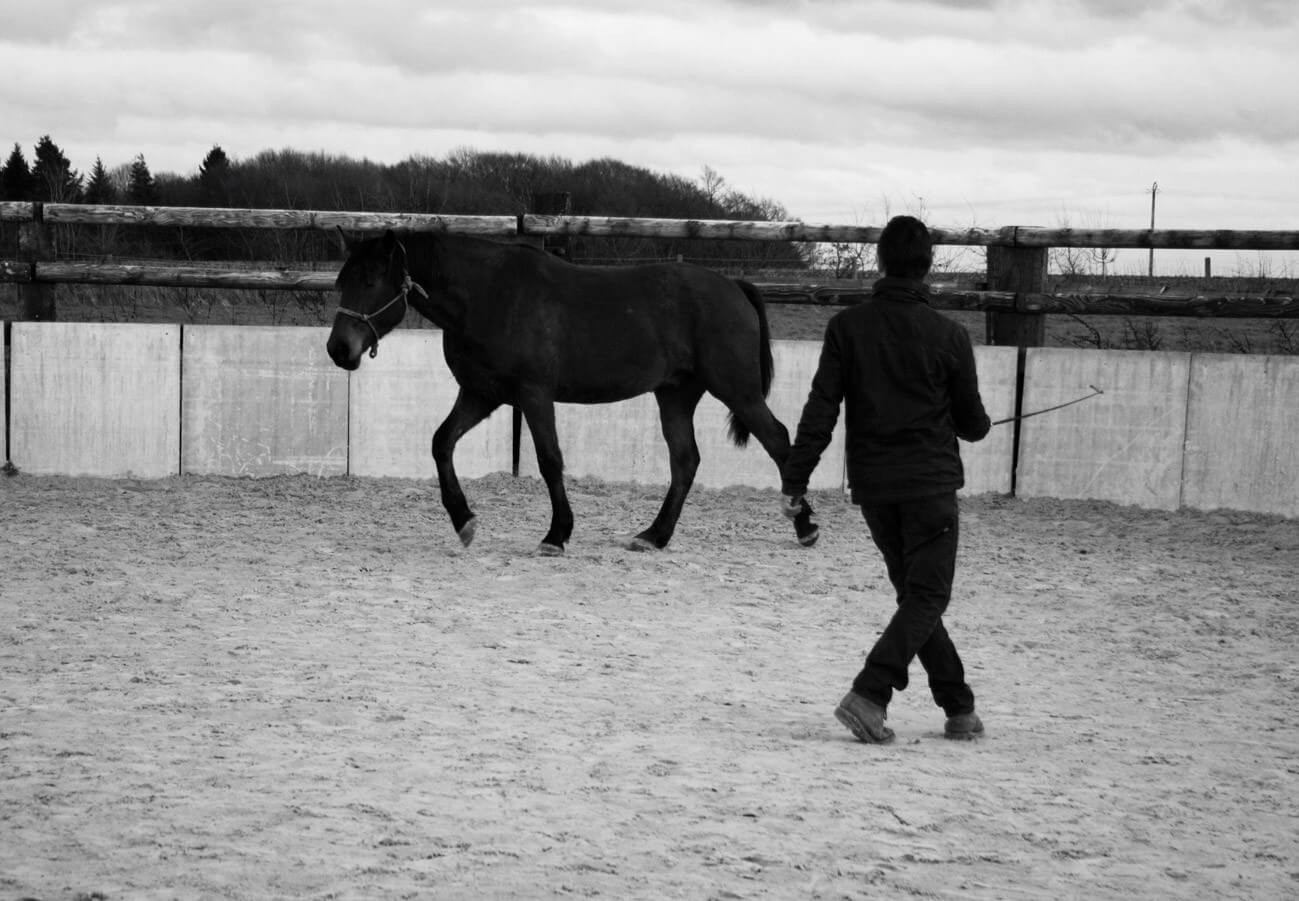 Le Leadership assertif aux écuries du Pré Mathy